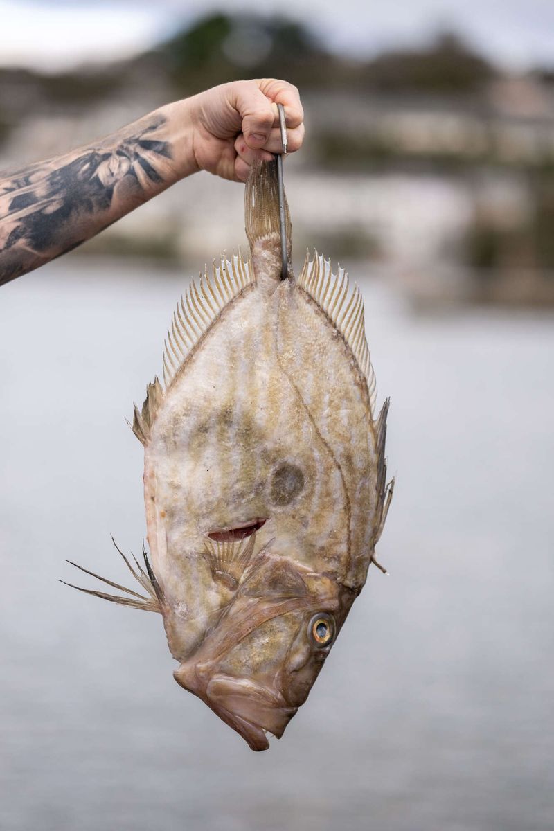Home - Ship Inn Noss Mayo